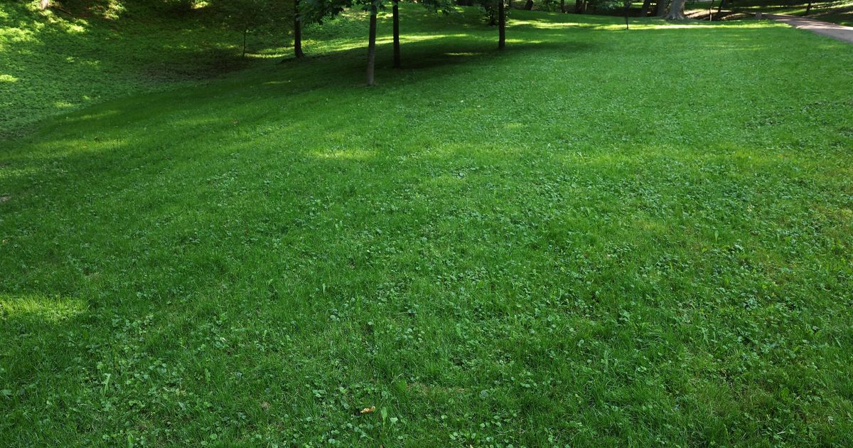 Sunday Lawn Care