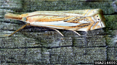 Sod Webworms: Damage, Treatment & Control | Sunday Lawn Care