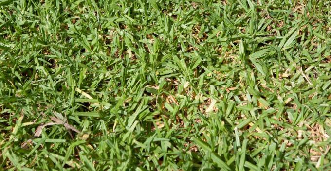 How to Identify Grass | Sunday Lawn Care