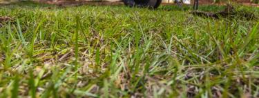 How to Identify Grass | Sunday Lawn Care