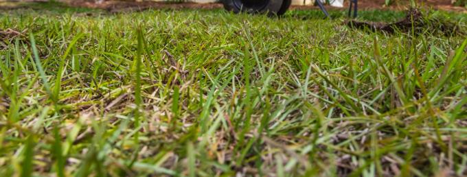 How to Identify Grass | Sunday Lawn Care