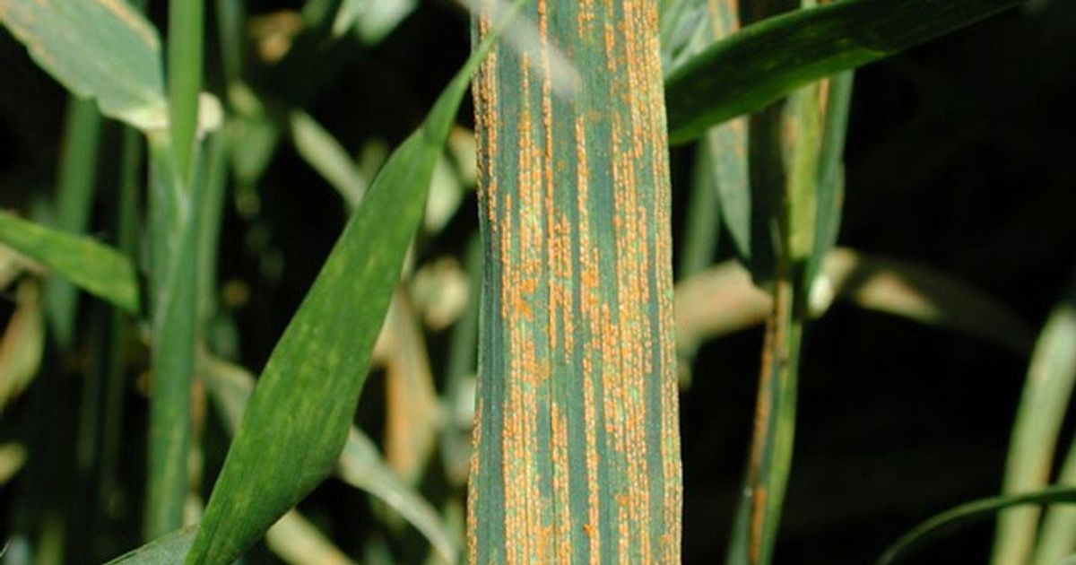 Rust in your lawn | Sunday Lawn Care