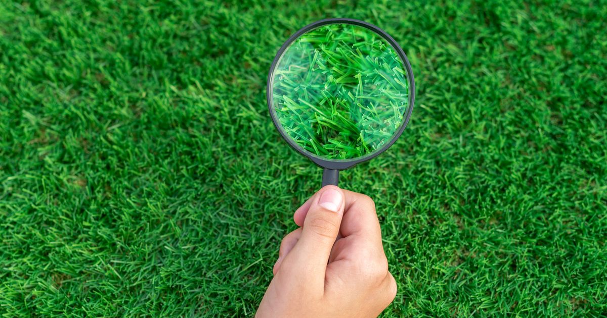 How to Identify Grass | Sunday Lawn Care