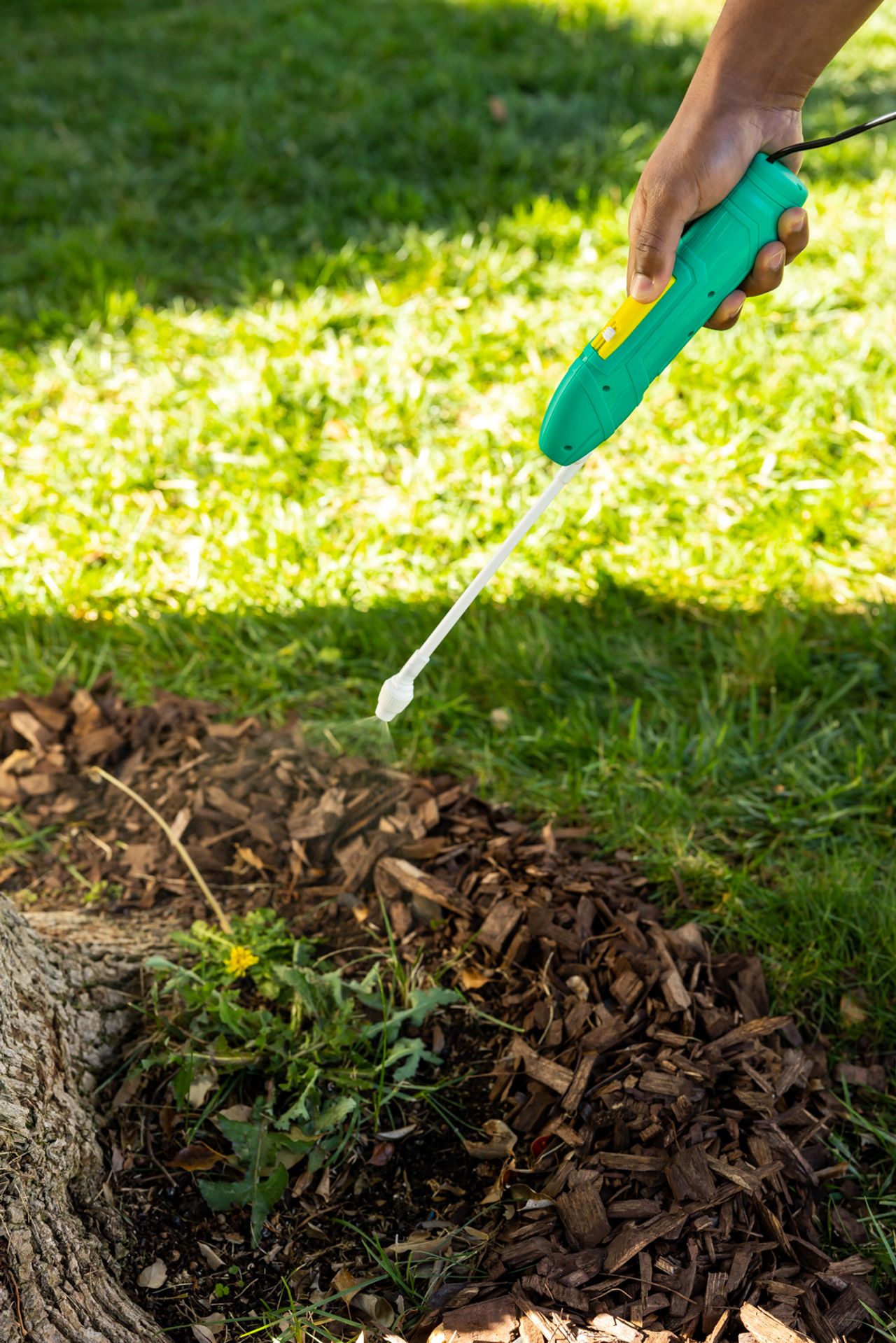 Dandelion Doom Lawn Weed Killer Starter Pack | Sunday Lawn Care