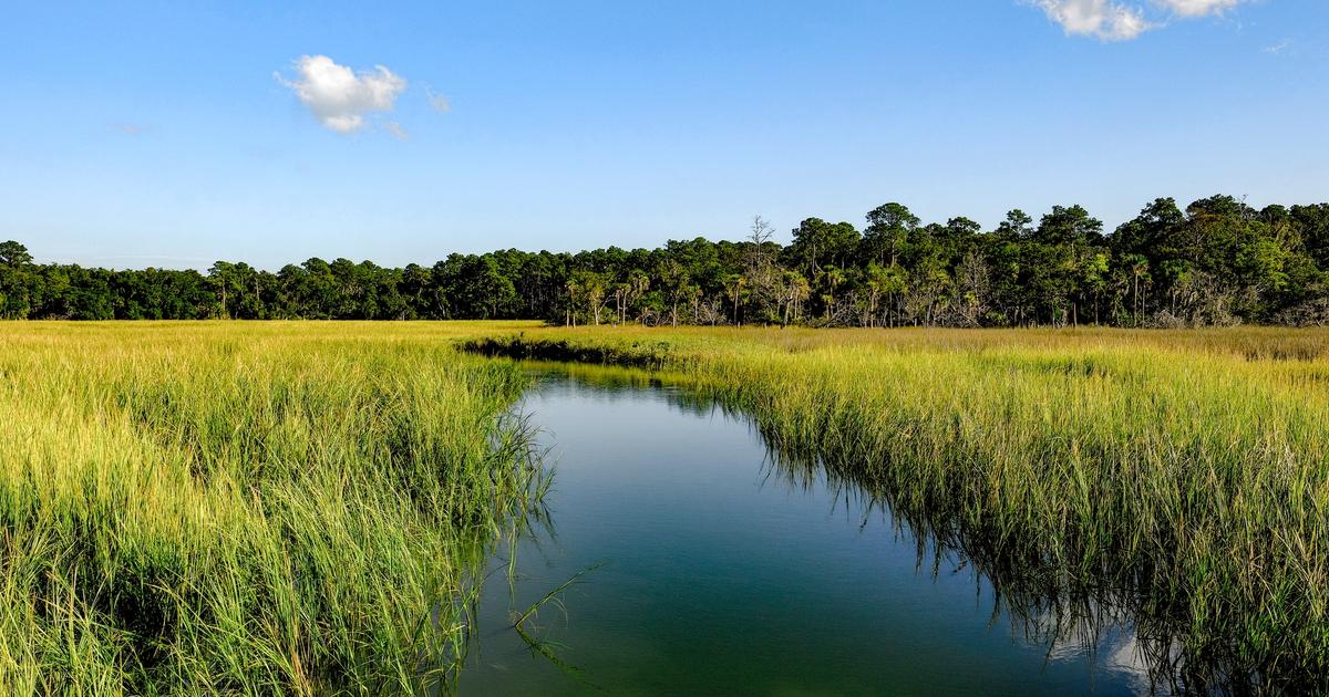 Pest Management in the Southeast | Sunday Lawn Care