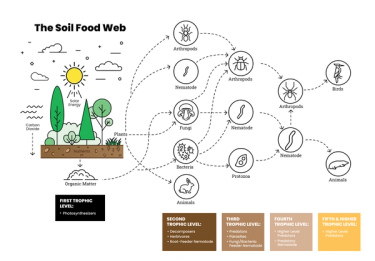 The Soil Food Web: Importance of Healthy Soil | Sunday Lawn Care