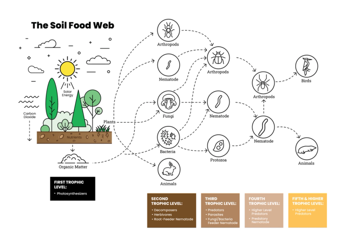 The Soil Food Web: Importance of Healthy Soil | Sunday Lawn Care