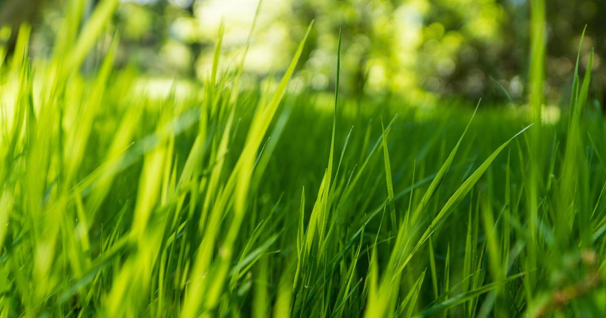 Growing a Cool-Season Lawn in the West | Sunday Lawn Care