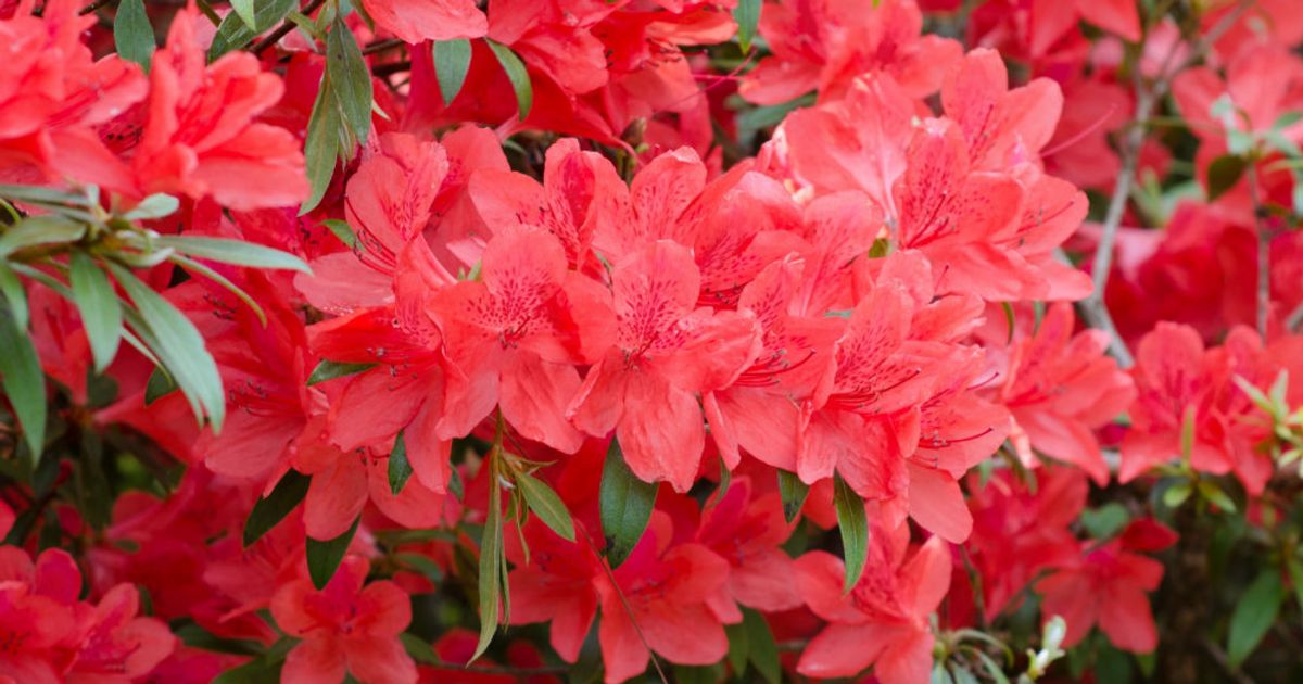 Fashion Azalea | Sunday Lawn Care