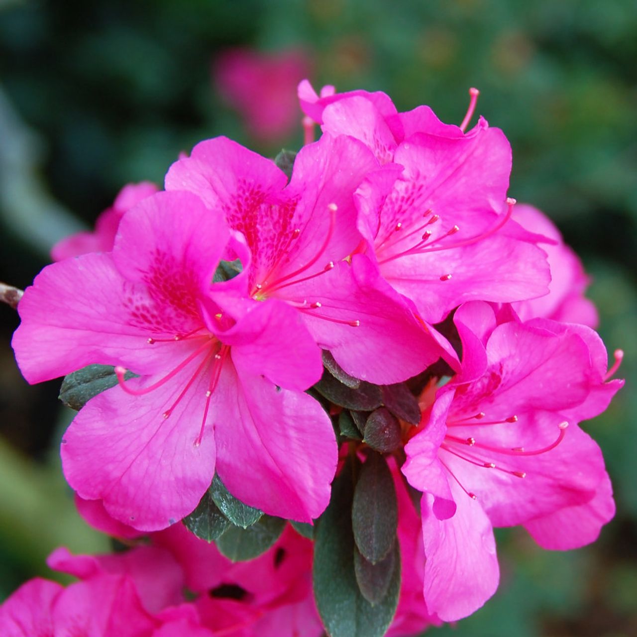 Judge Solomon Azalea Shrub | Sunday Lawn Care