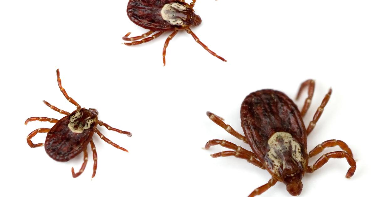 Everything You Need to Know About Ticks | Sunday Lawn Care