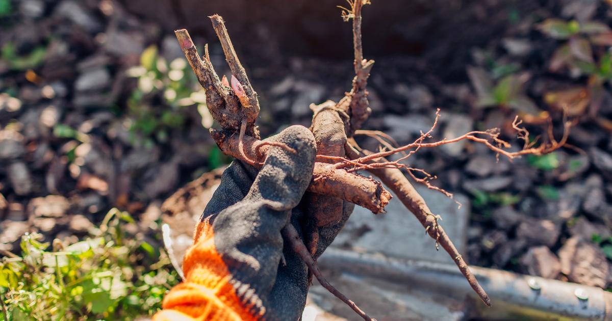 Sunday Bare Root Planting Guide | Sunday Lawn Care