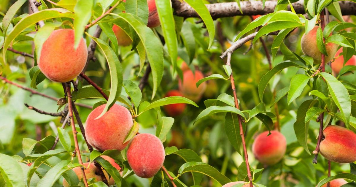 Peach Tree 'Red Haven' Bare Root | Sunday Lawn Care