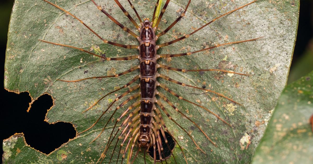 giant cave house centipede