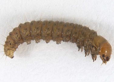 Sod Webworms: Damage, Treatment & Control | Sunday Lawn Care