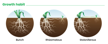 How to Identify Grass | Sunday Lawn Care