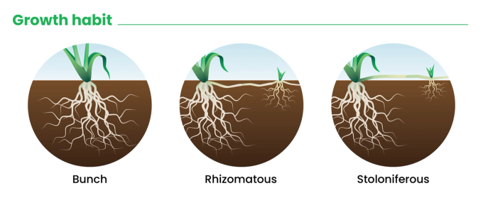 How to Identify Grass | Sunday Lawn Care
