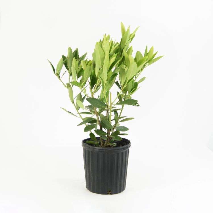 Anise Tree Shrub | Sunday Lawn Care