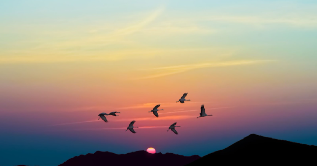 Bird Migration and Your Yard | Sunday Lawn Care