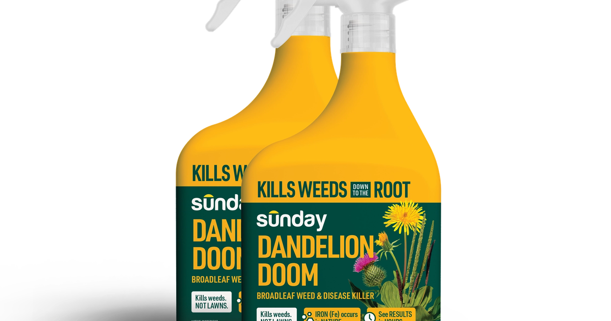 Dandelion Doom Lawn Weed Killer | Ready-to-Use Spot Treatment | Sunday ...