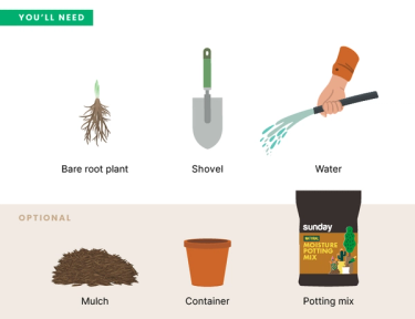 Sunday Bare Root Planting Guide | Sunday Lawn Care
