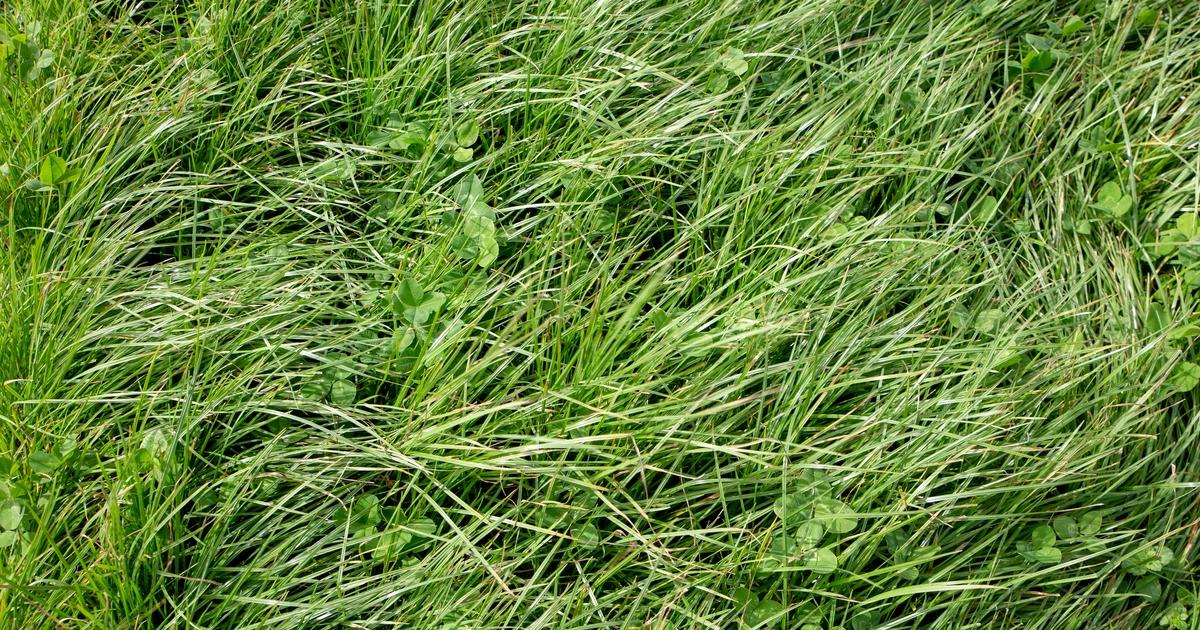 Cool-Season Lawn Care Guide | Sunday Lawn Care