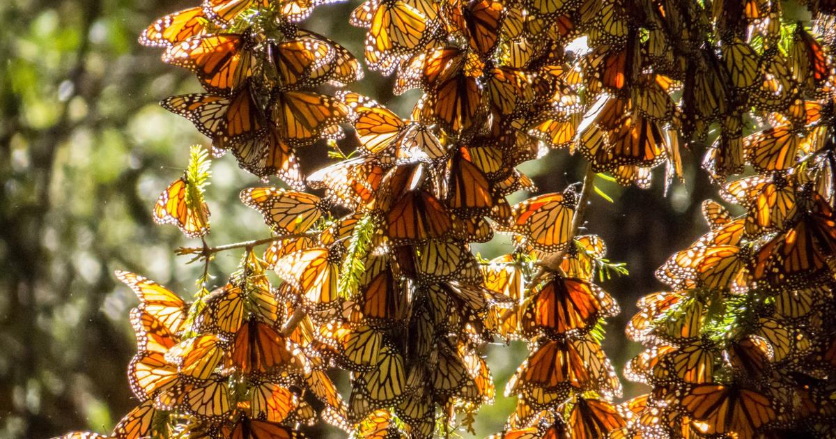 Monarch Migration | Sunday Lawn Care