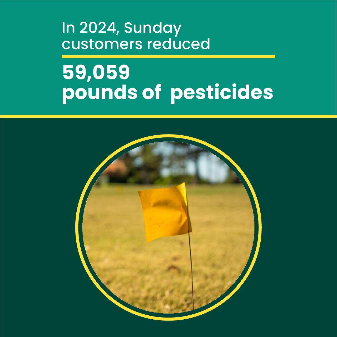 Weed, Seed & Feed Your Lawn Kit | Sunday Lawn Care