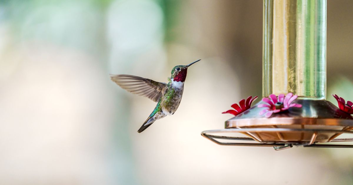 How to make DIY hummingbird nectar | Sunday Lawn Care