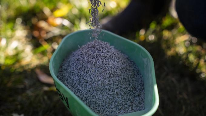 Seeding Lawn in Spring: Expert Guide | Sunday Lawn Care