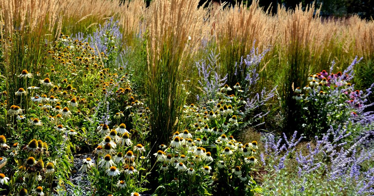 How to Grow a Pocket Prairie | Sunday Lawn Care