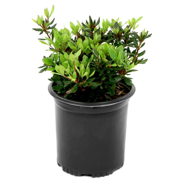Judge Solomon Azalea Shrub | Sunday Lawn Care