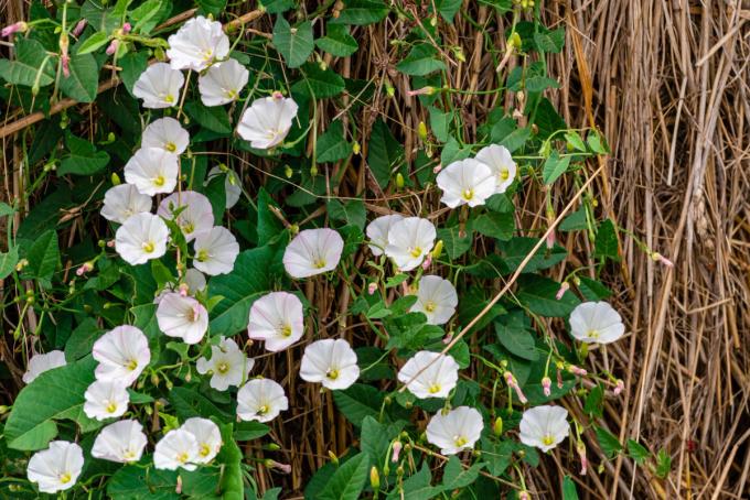 How to Get Rid of Bindweed | Sunday Lawn Care