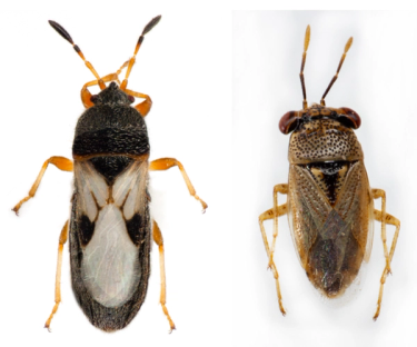 Chinch Bugs: Identify & Prevent Lawn Damage | Sunday Lawn Care
