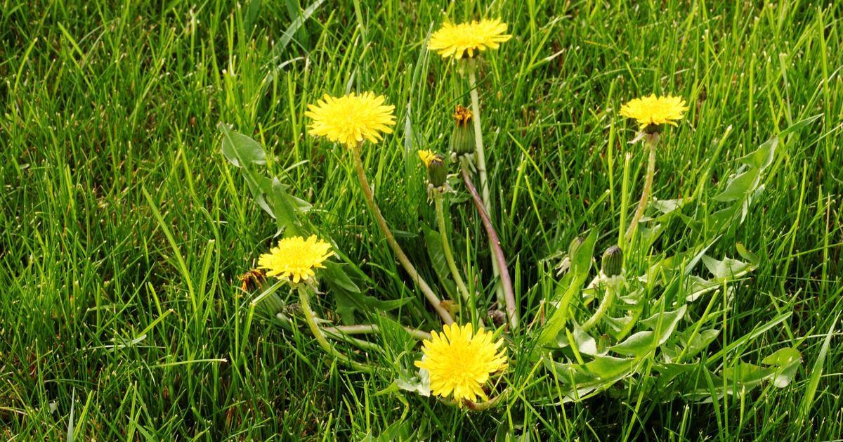 How to Seed a Weedy Lawn | Sunday Lawn Care