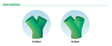 How to Identify Grass | Sunday Lawn Care