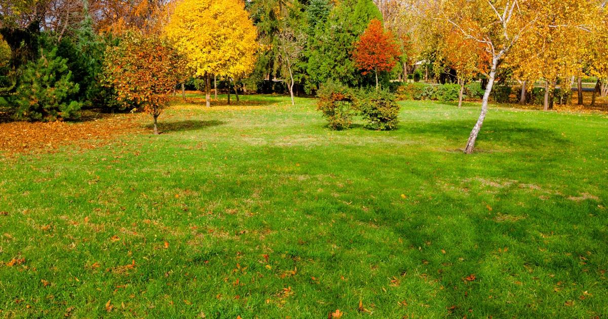 A Homeowner's Guide to Fall Grass Seeding | Sunday Lawn Care