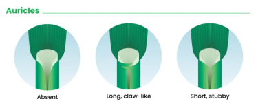 How to Identify Grass | Sunday Lawn Care