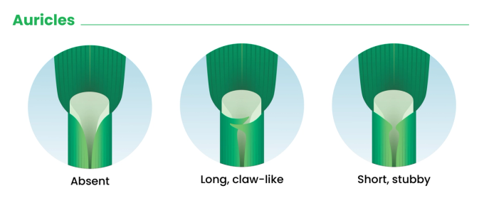 How to Identify Grass | Sunday Lawn Care