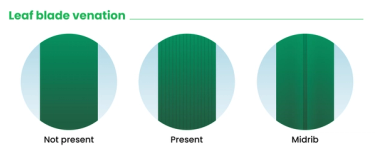 How to Identify Grass | Sunday Lawn Care