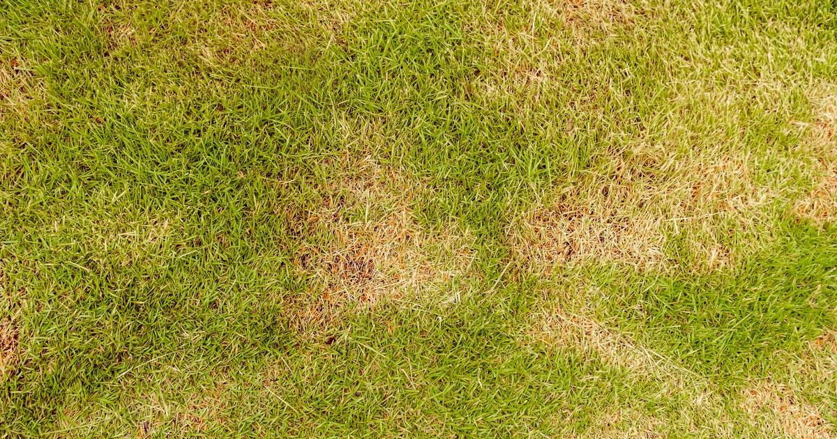 Sod Webworms: Damage, Treatment & Control | Sunday Lawn Care