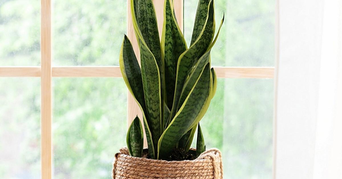 Snake Plant (6") | Sunday Lawn Care