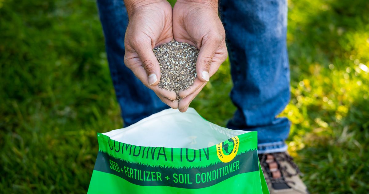 Seed + Feed instructions | Sunday Lawn Care