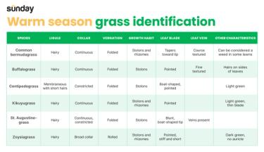 How to Identify Grass | Sunday Lawn Care
