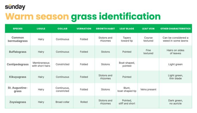 How to Identify Grass | Sunday Lawn Care