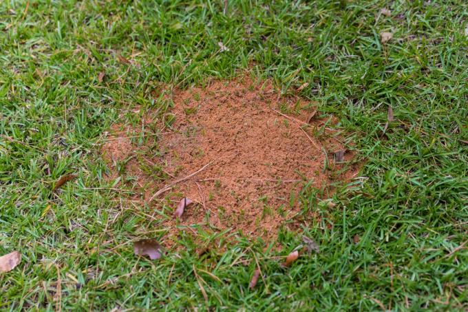 Turf Pest Control: How to Identify and Eliminate Lawn Pests | Sunday ...