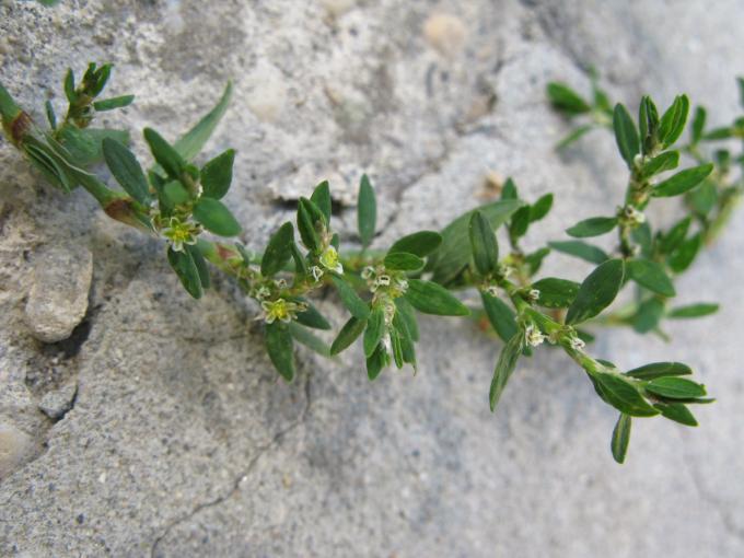 15 Most Common Weeds in Your Yard | Sunday Lawn Care