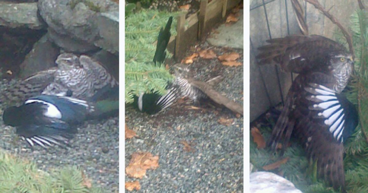 Hauk vs skjor - Midtsiden