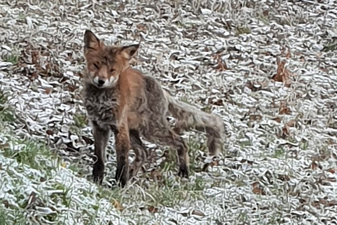 Observerte rev med skabb