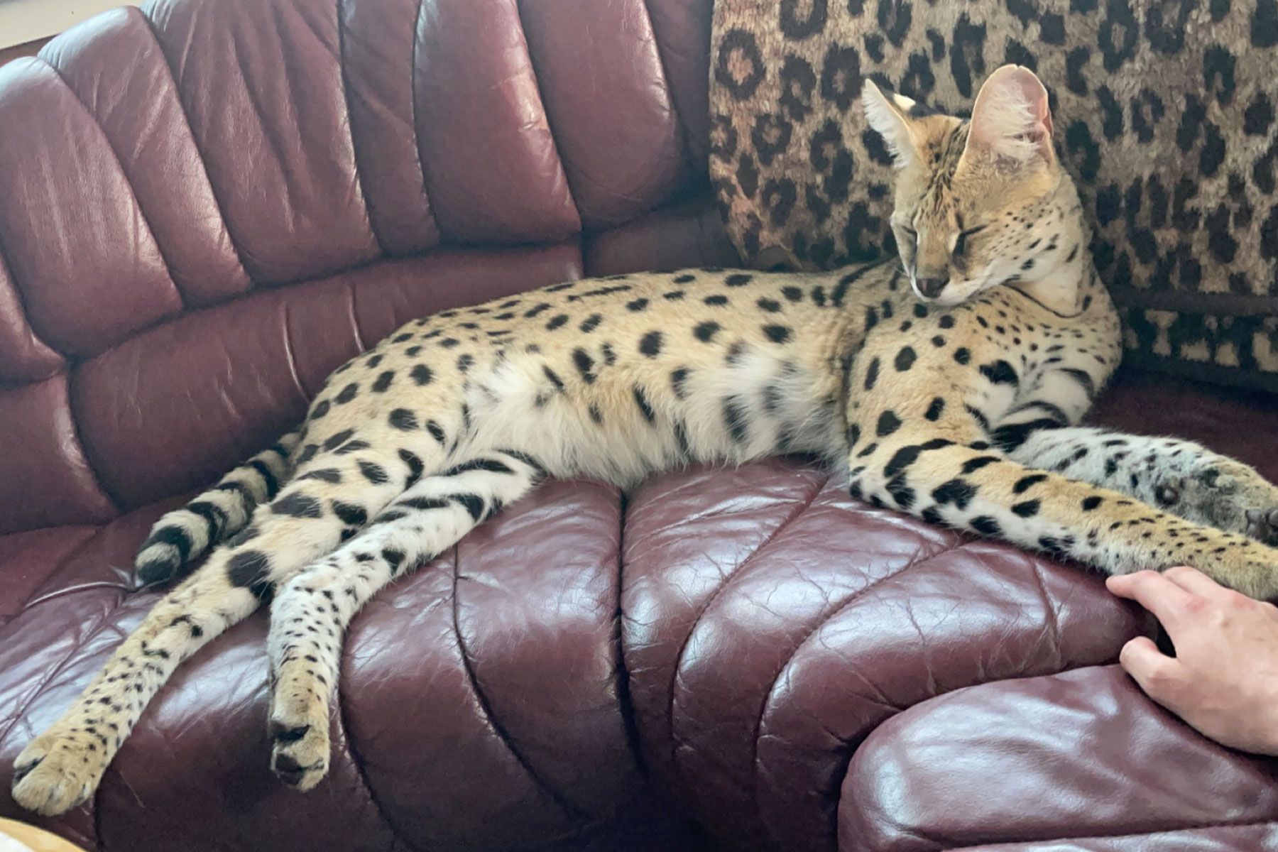 Fleire jobbar med å berga servalen Niño